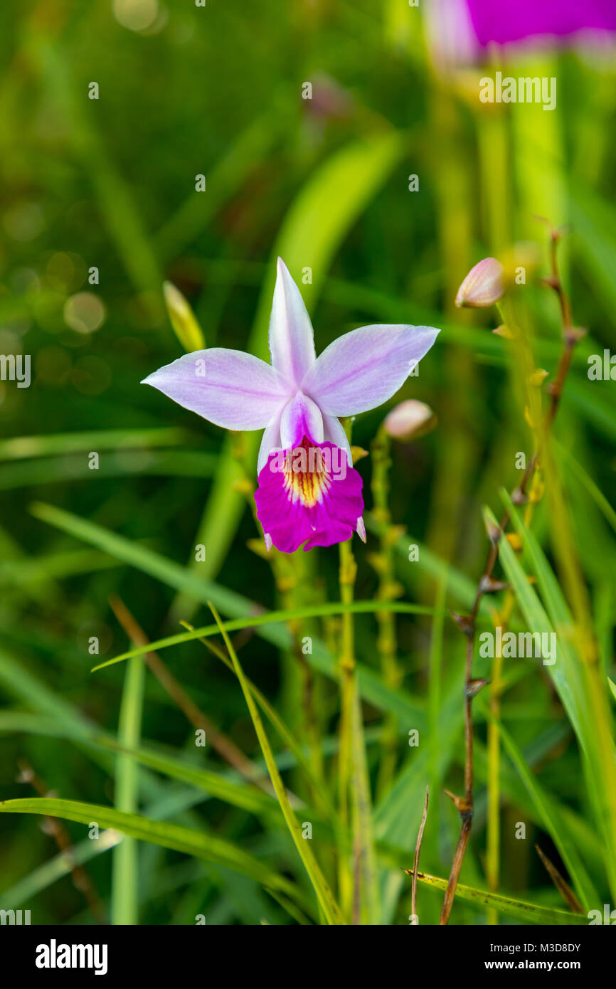 Marina Bay Singapore Asia February 9, 2018 Beautiful flowers growing in ...