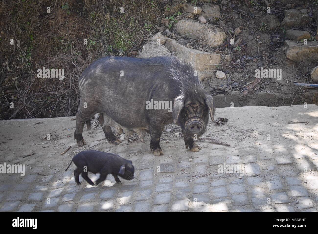 Pig nose china hi-res stock photography and images - Alamy