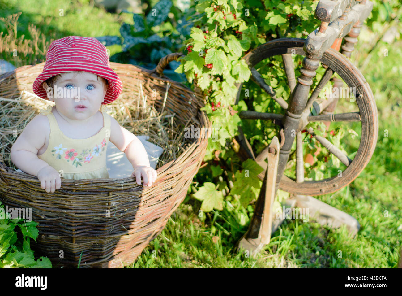 Amazing little baby is in the garden and eats red berries along the ...