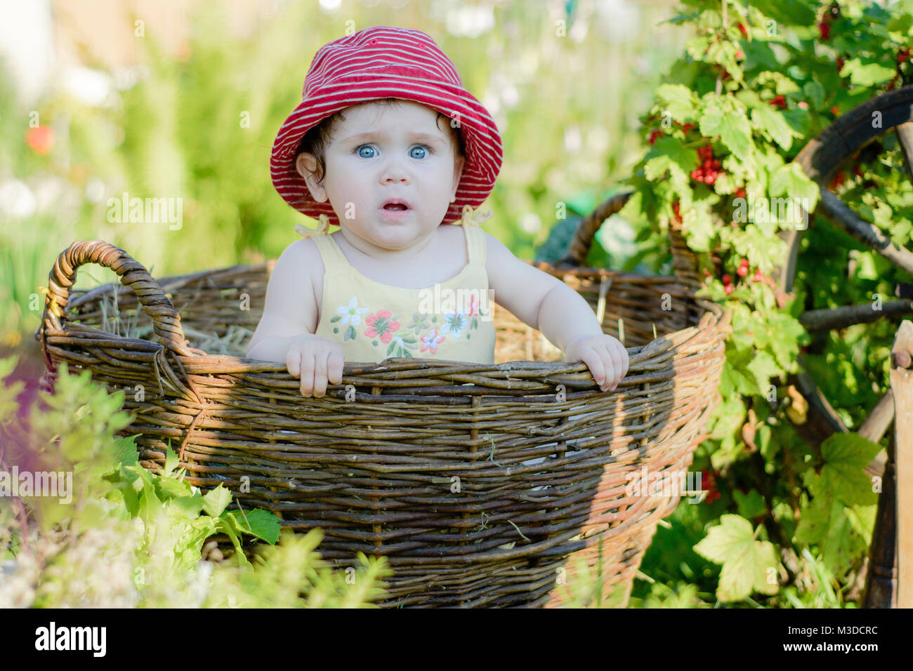 Amazing little baby is in the garden and eats red berries along the ...