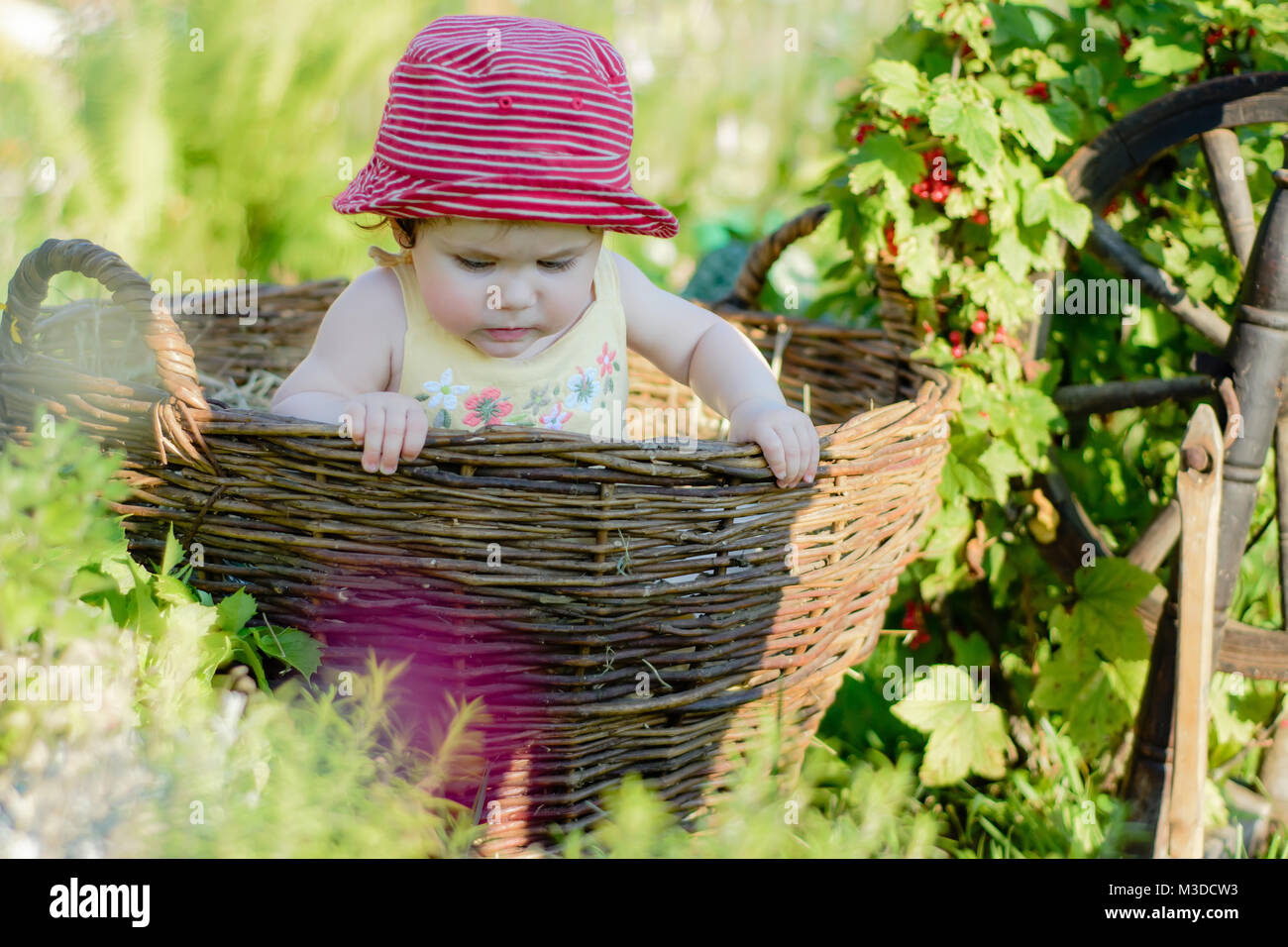 Amazing little baby is in the garden and eats red berries along the ...