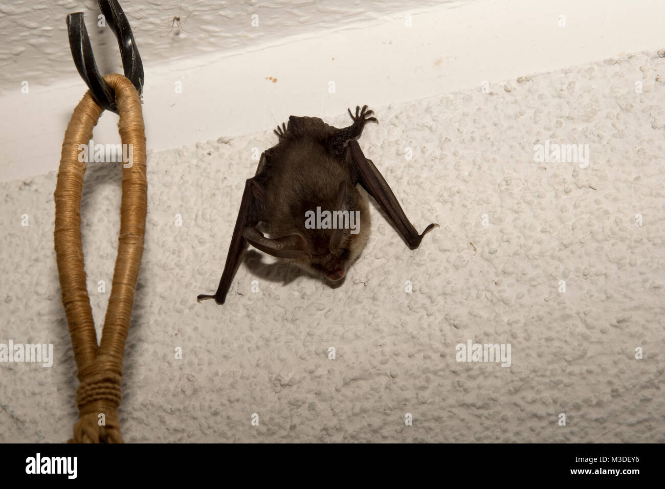 Brown Long-Eared Bat resting at twilight in a house just at the edge of ...