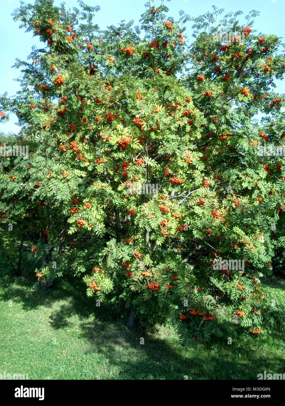 ashberry at dry sunny day Stock Photo - Alamy