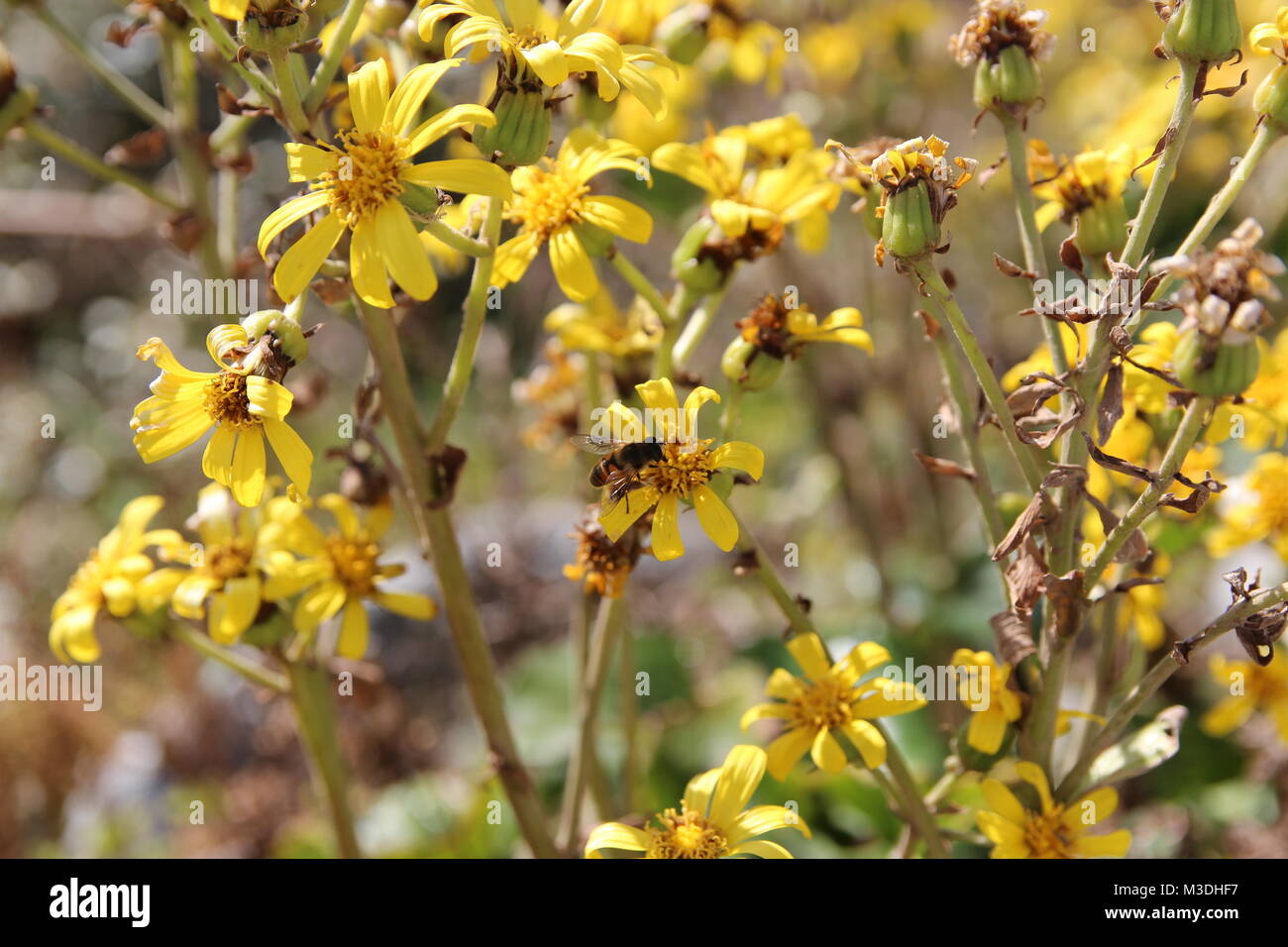 South korea honey bee hi-res stock photography and images - Alamy