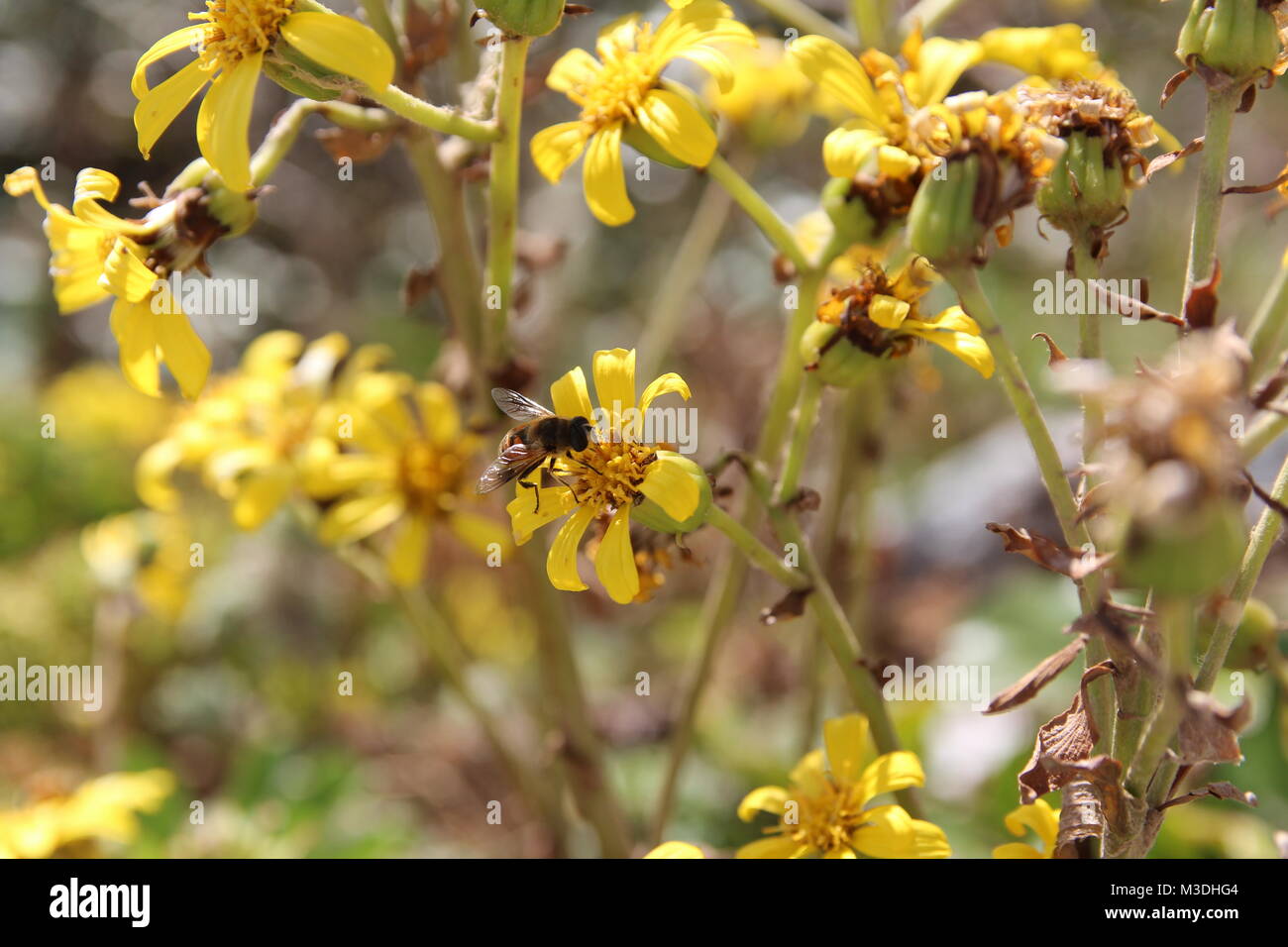 South korea honey bee hi-res stock photography and images - Alamy