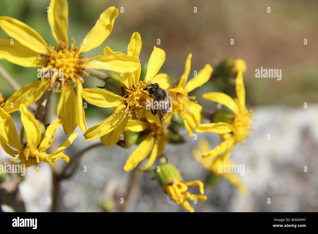 South korea honey bee hi-res stock photography and images - Alamy