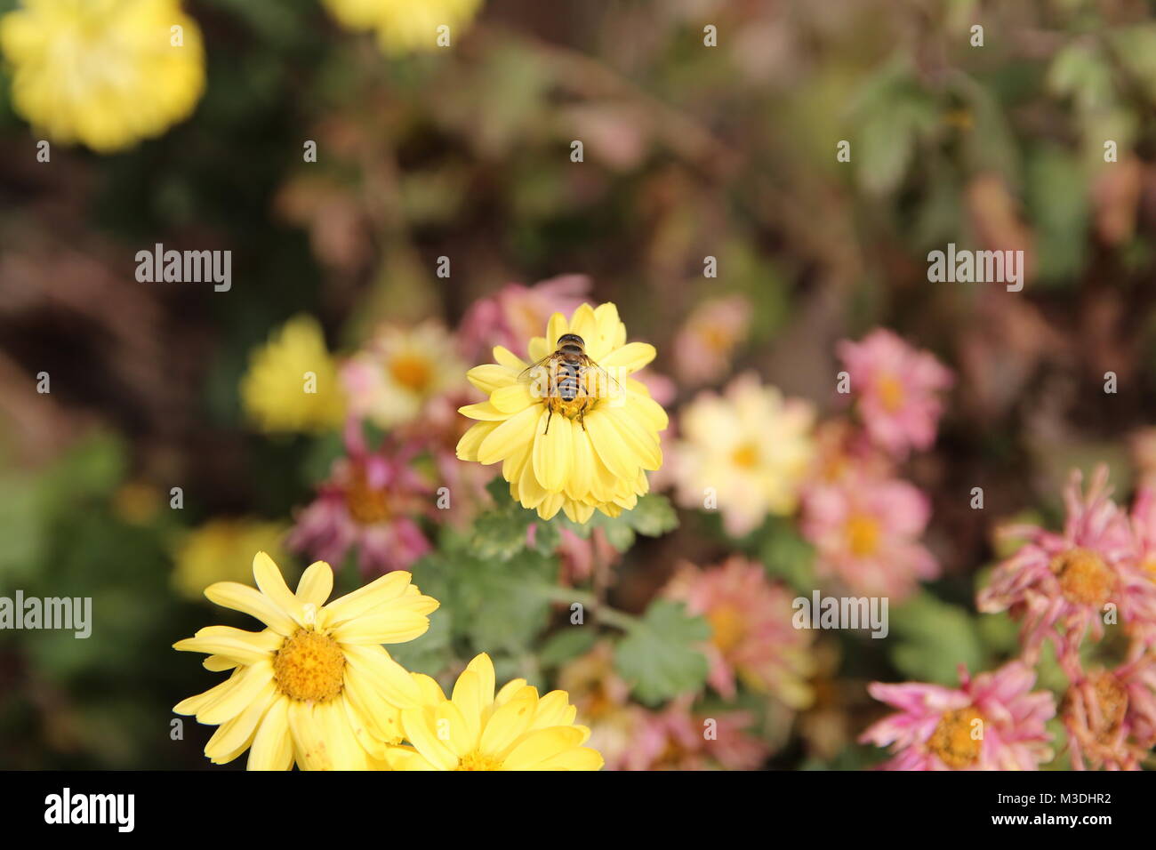 South korea honey bee hi-res stock photography and images - Alamy