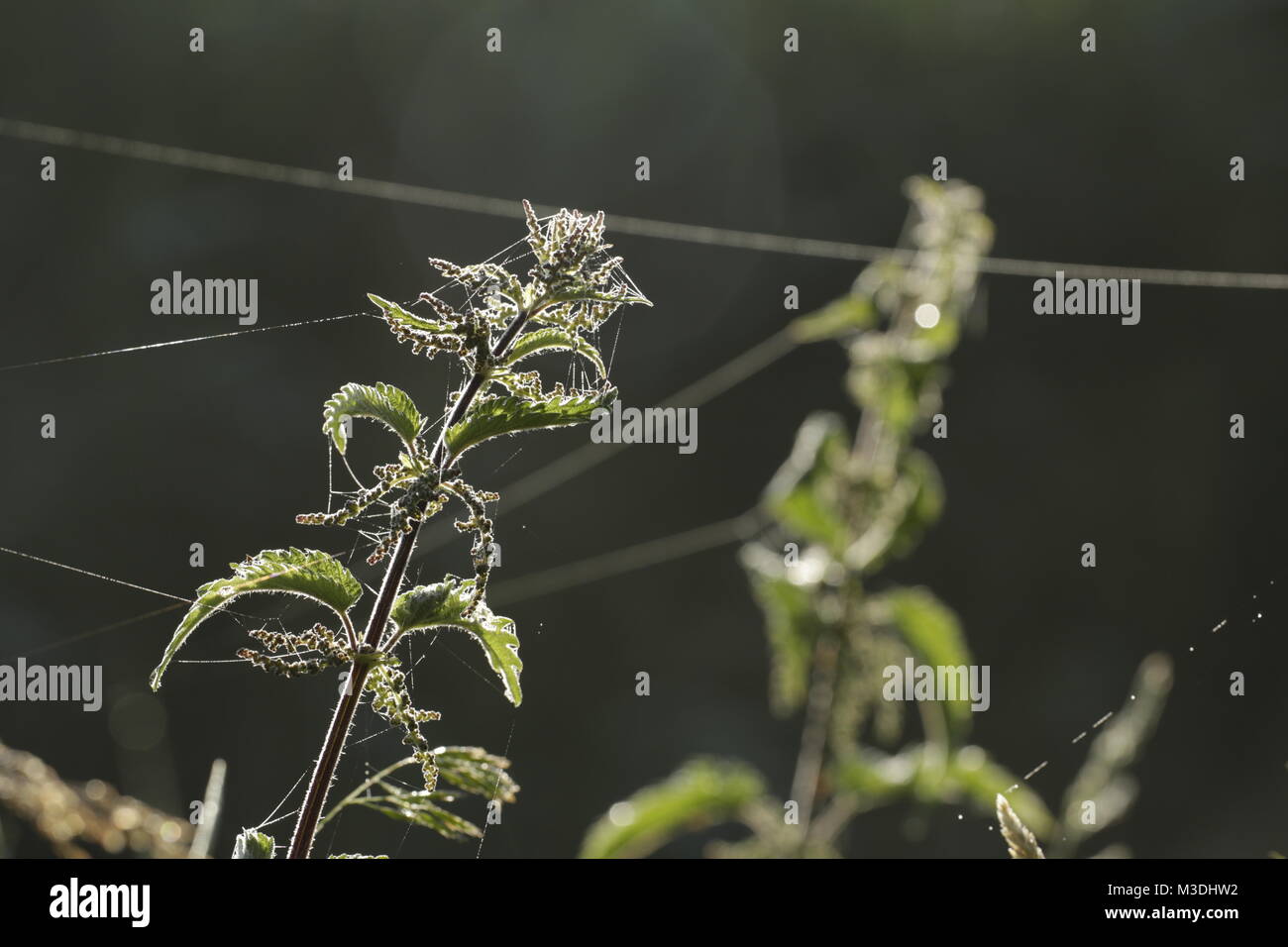 Early stinging nettle hi-res stock photography and images - Alamy