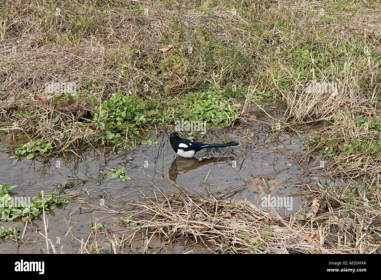 Korean Magpie standing in the water in autumn, South Korea Stock Photo ...