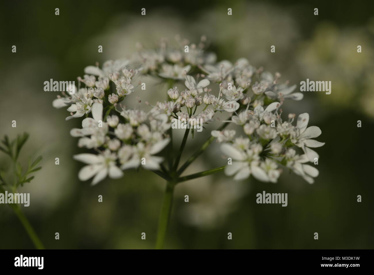Coriander Field Or Organic Farm High Resolution Stock Photography and ...