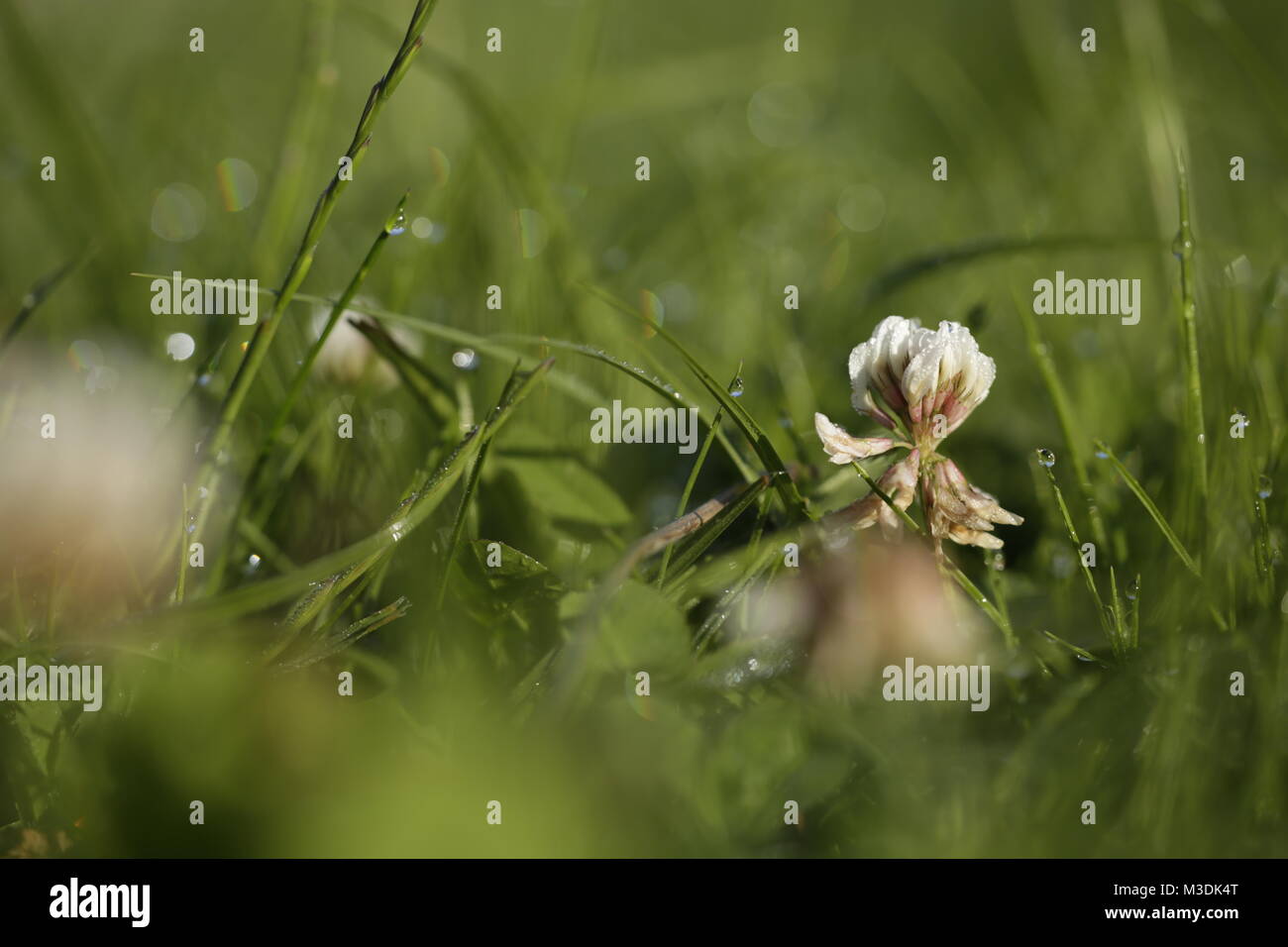 Grass blossom dew drops hi-res stock photography and images - Alamy