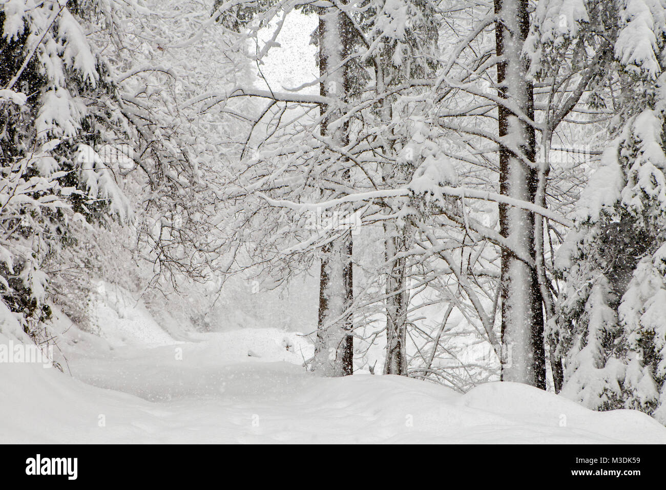 Snow falling in the forest Stock Photo - Alamy