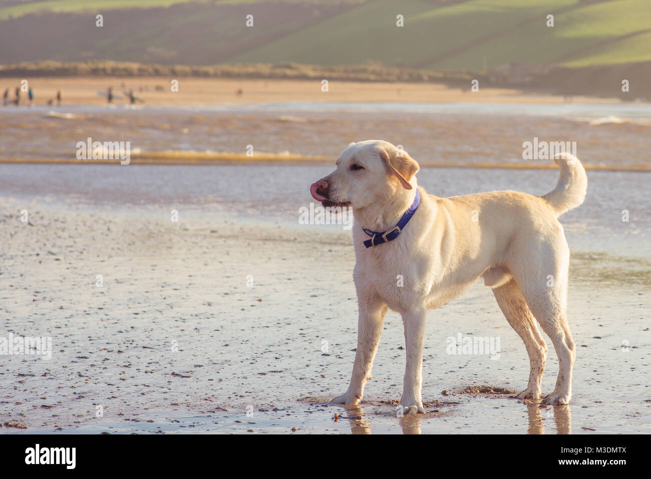 Pure bred Labrador Retriever on the beach in Devon Stock Photo - Alamy