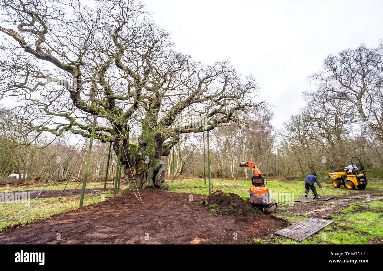 Ground work too protect the ancient Major Oak tree in Sherwood forest ...