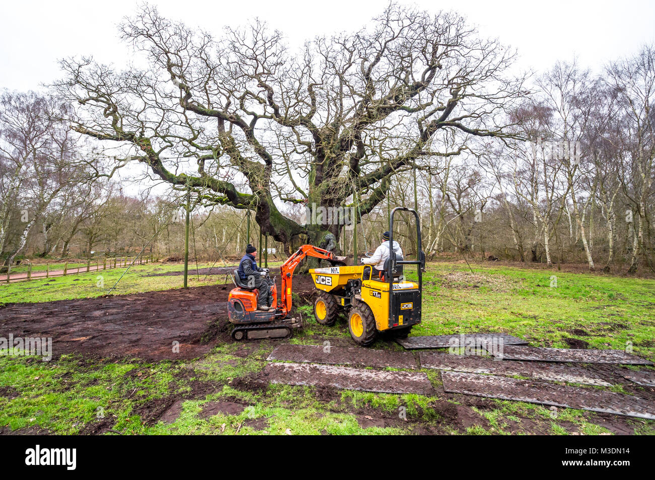 Ground work too protect the ancient Major Oak tree in Sherwood forest ...