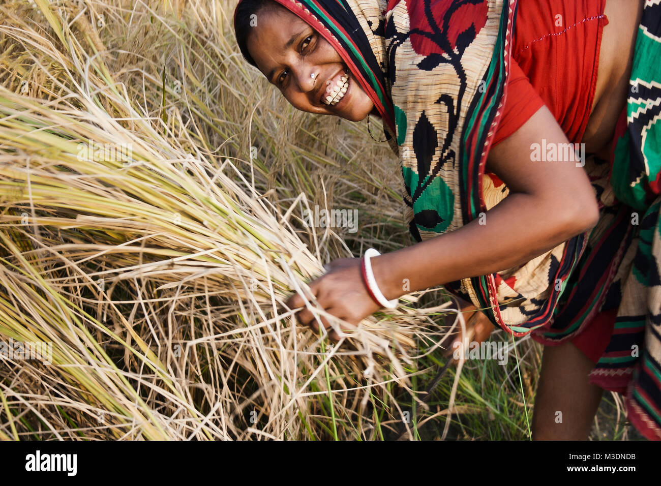 Indian women cutting rice in the middle of a ripe paddy field with a ...