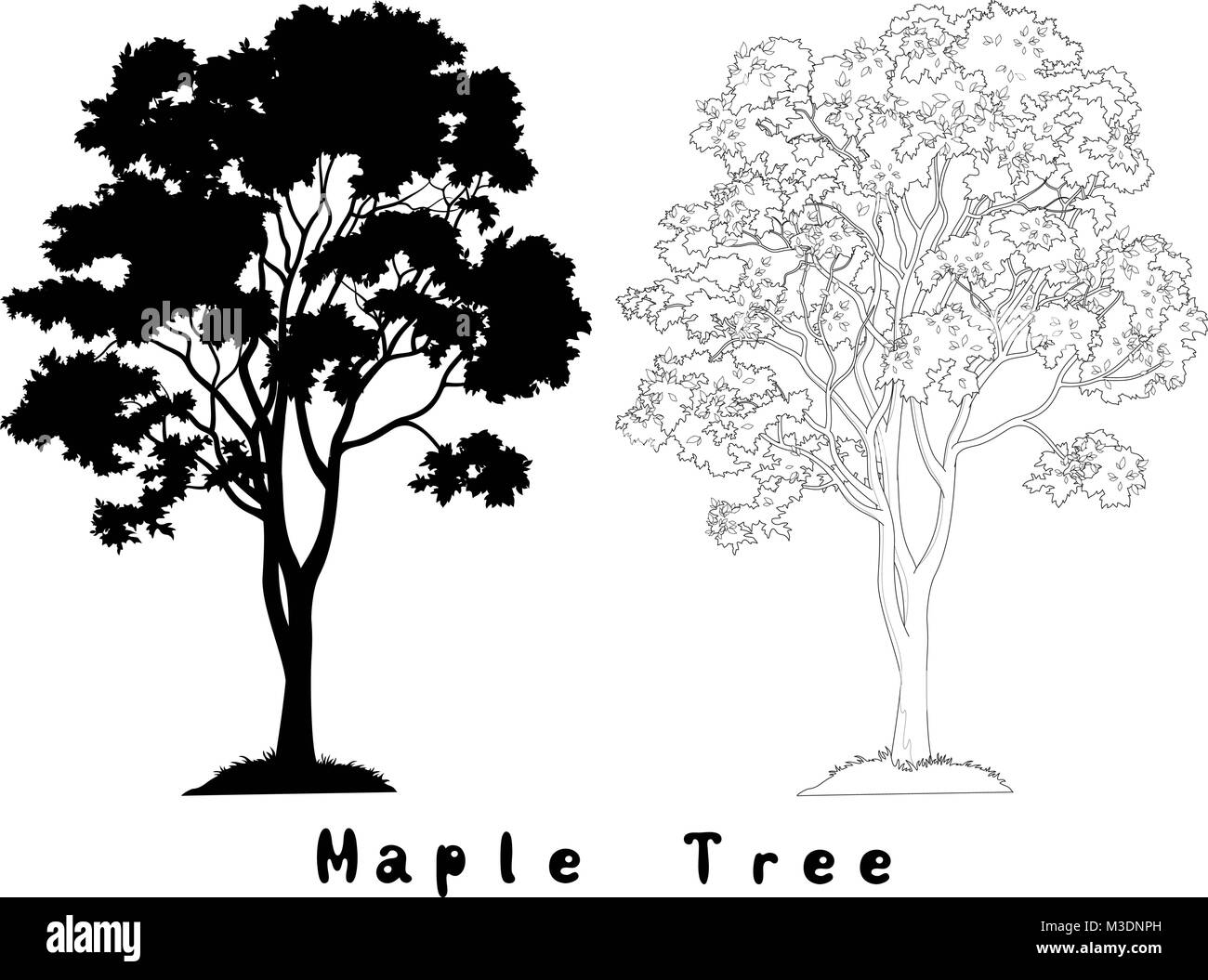 Maple Tree Silhouette, Contours and Inscriptions Stock Vector Image ...