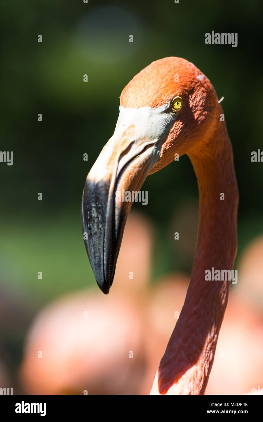 A view of Greater flamingo (Phoenicopterus roseus Stock Photo - Alamy