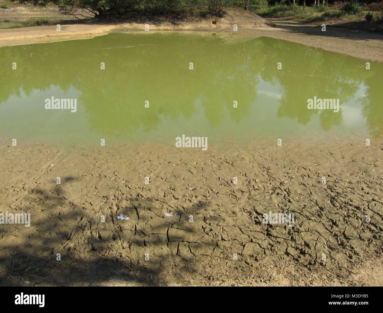 Dry pond, trace of bird's feet Stock Photo - Alamy
