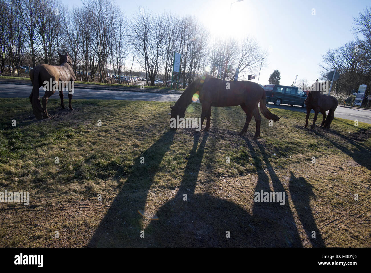 Roundabout horse hi-res stock photography and images - Alamy
