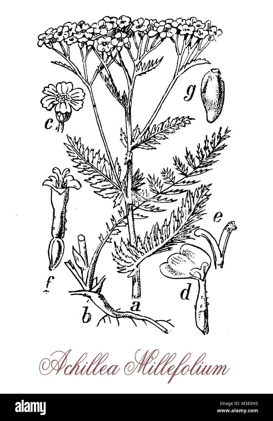 Yarrow Drawing