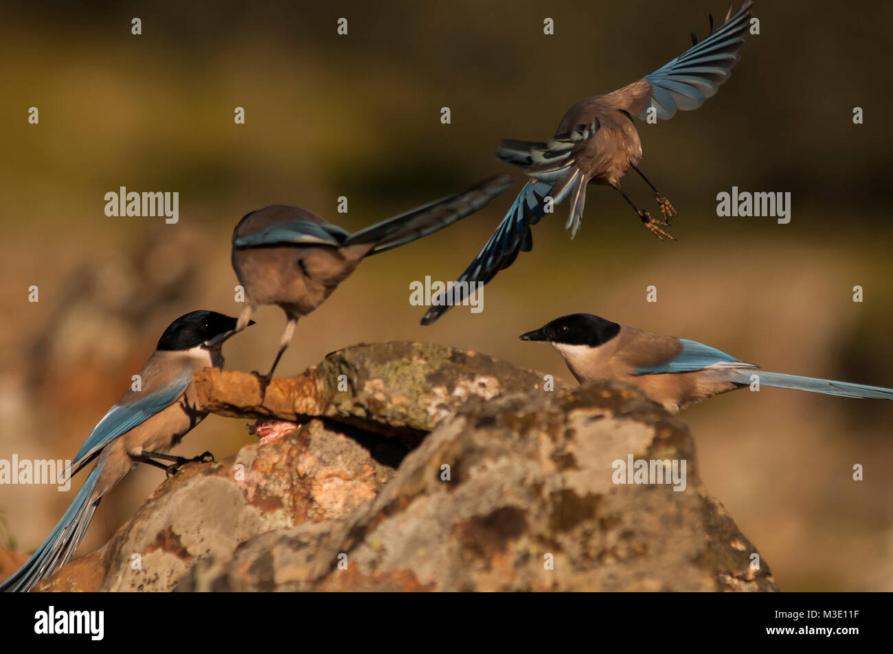 Azured Magpie (Cyanopica cyanus) on a froggy morning in a spanish ...