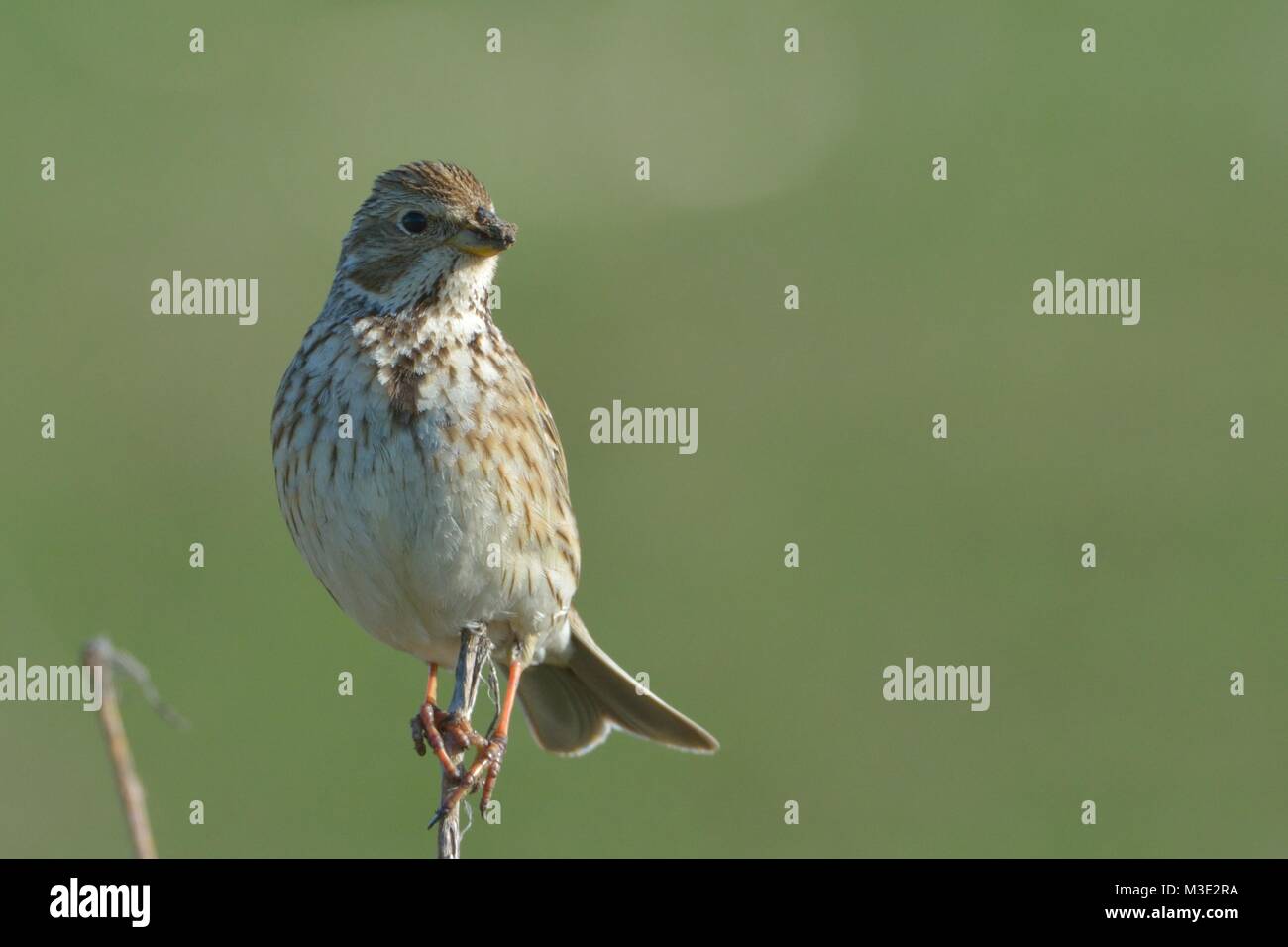 Corn bunting (Emberiza calandra) against green background Stock Photo ...