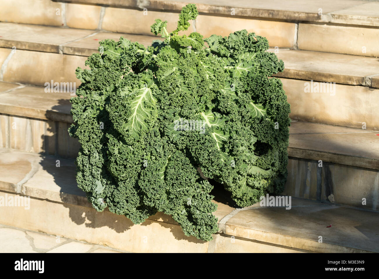 A healthy fresh curly kale Stock Photo - Alamy
