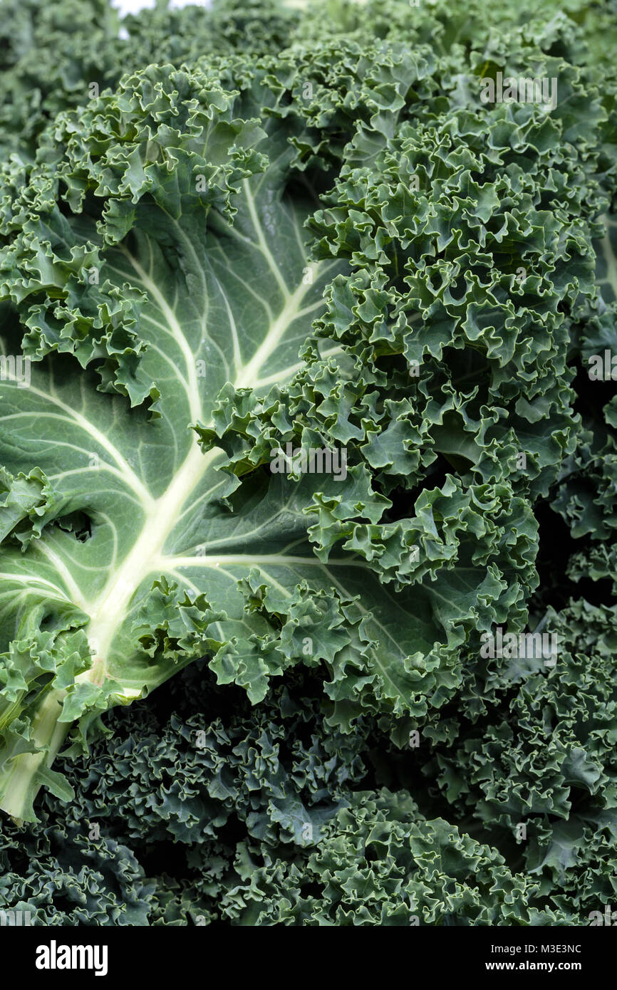 A healthy fresh curly kale Stock Photo - Alamy
