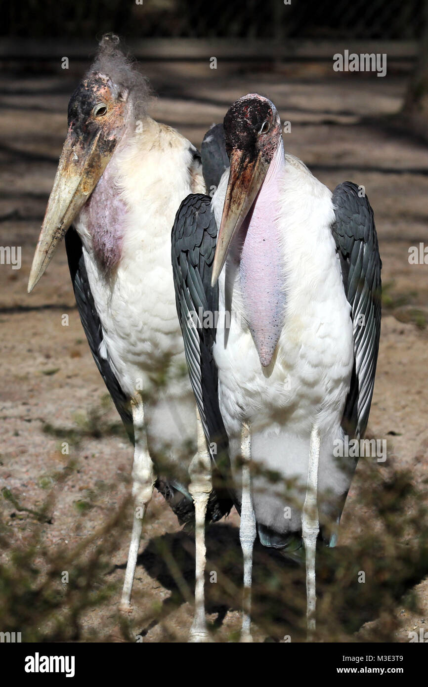 Marabus High Resolution Stock Photography and Images - Alamy