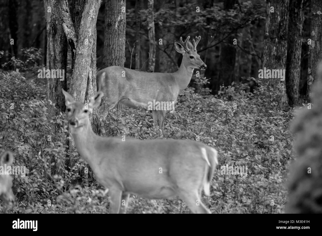 Black Whitetail Deer Buck
