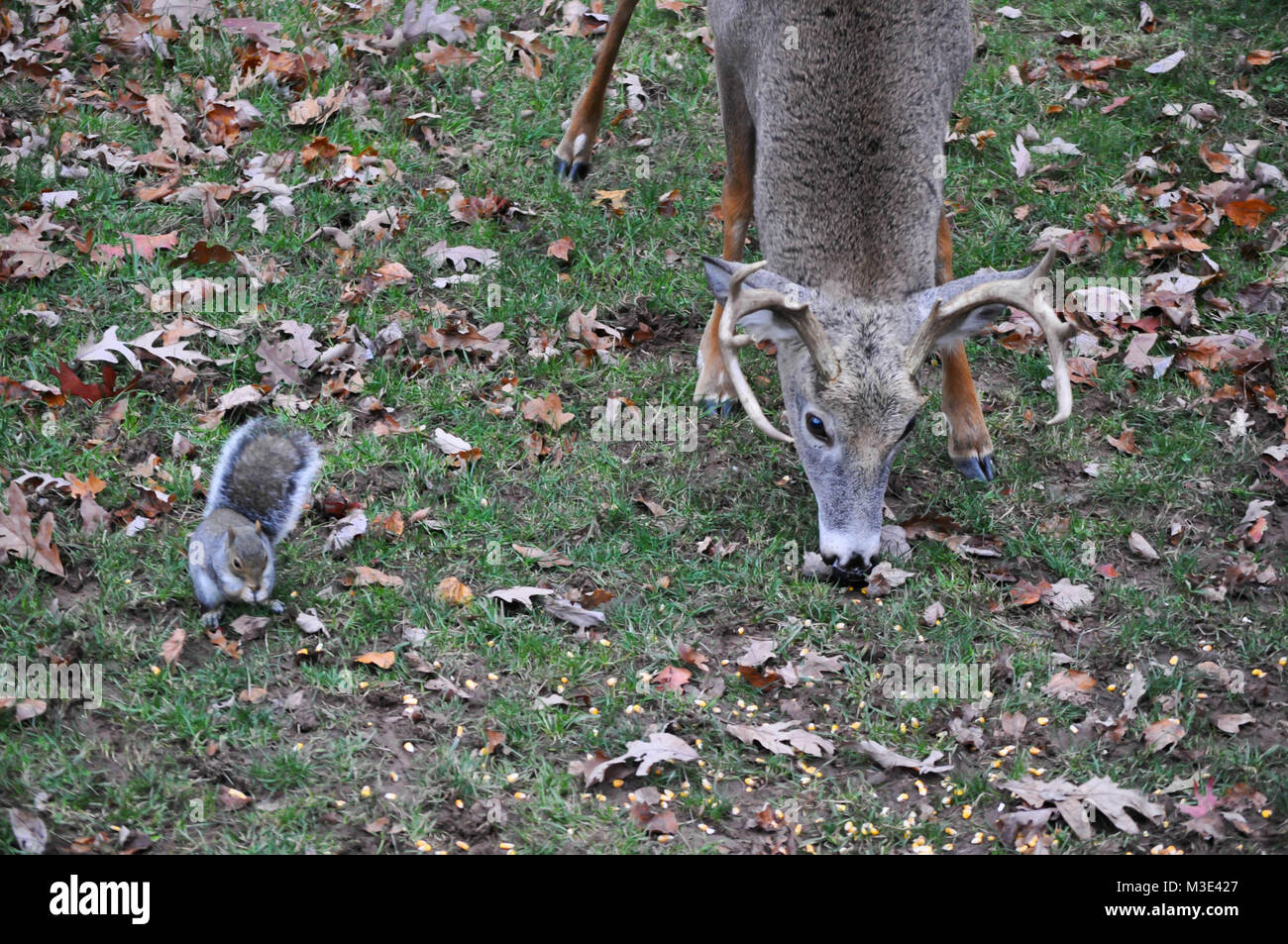 Whitetail Buck Deer and a Squirrel Eating Together Stock Photo - Alamy