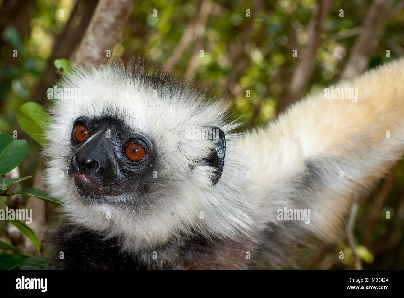 Diademed Lemur Portrait Stock Photo - Alamy