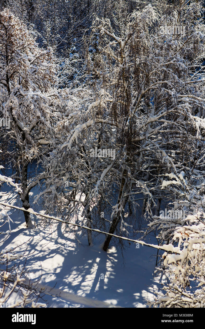 View of the street and snow-covered trees in the city after a heavy ...