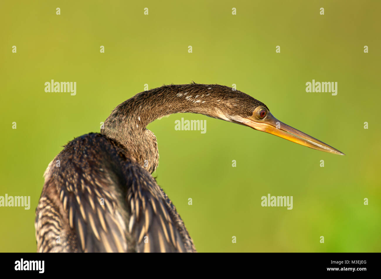 Arthur R. Marshall Loxahatchee National Wildlife Reserve, Wellington ...
