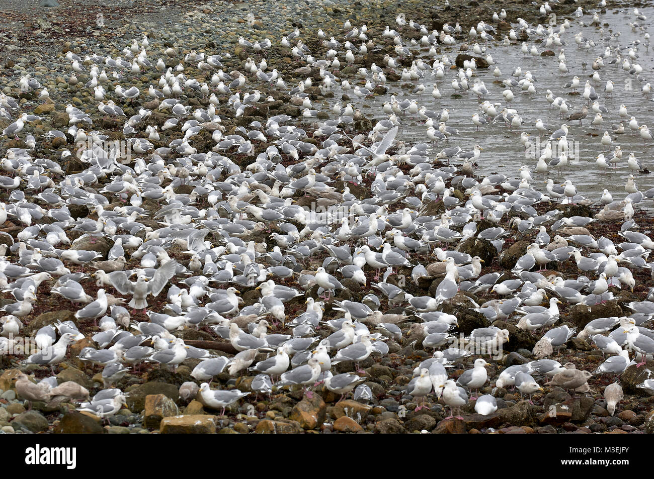 Mixed flock north america hi-res stock photography and images - Alamy