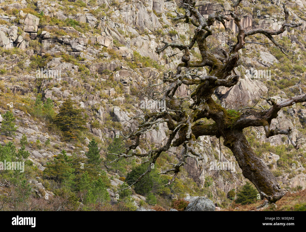Ancient Oak Woods High Resolution Stock Photography and Images - Alamy