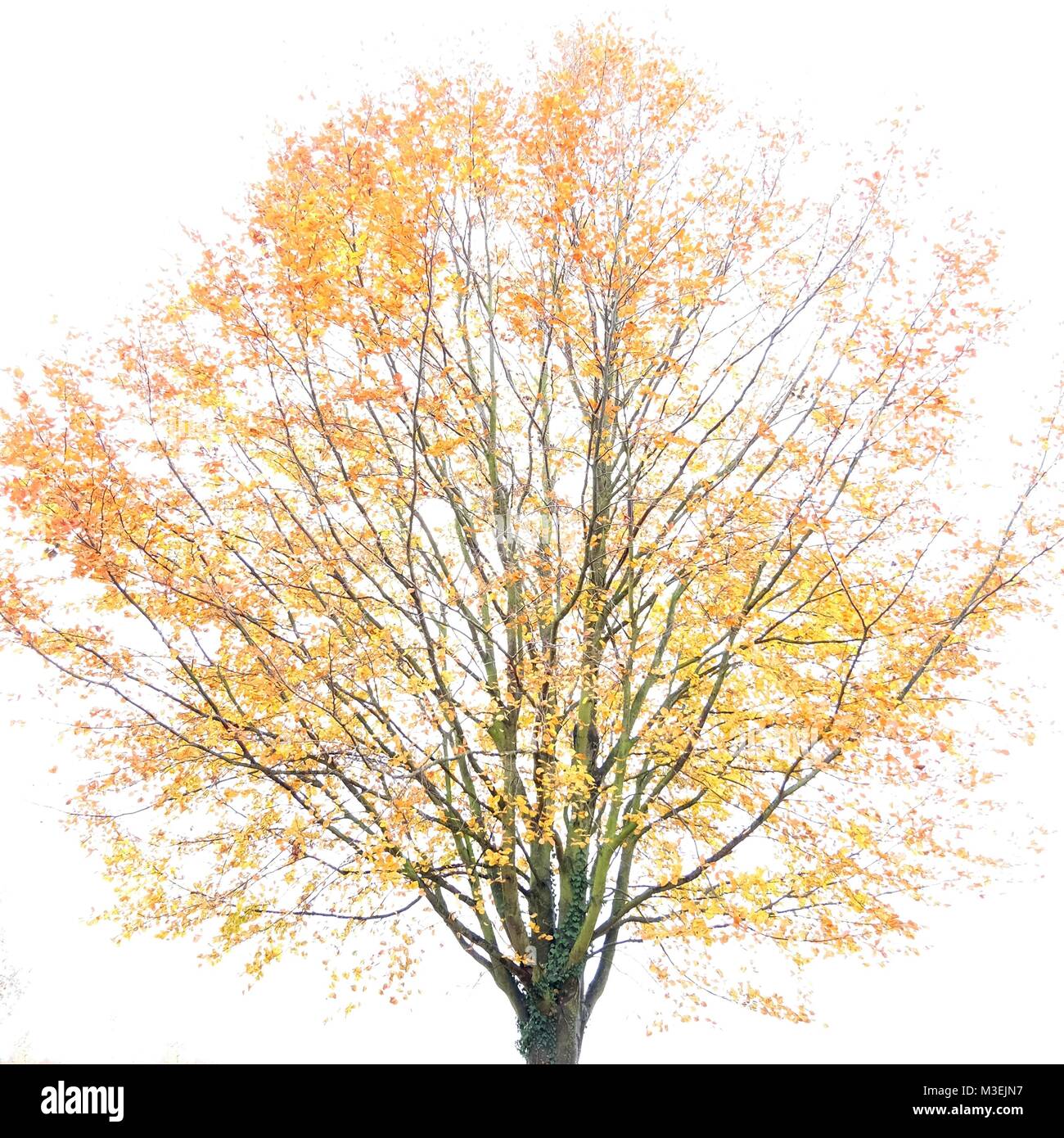 Beautiful, peaceful images of single trees in soft autumn colours ...