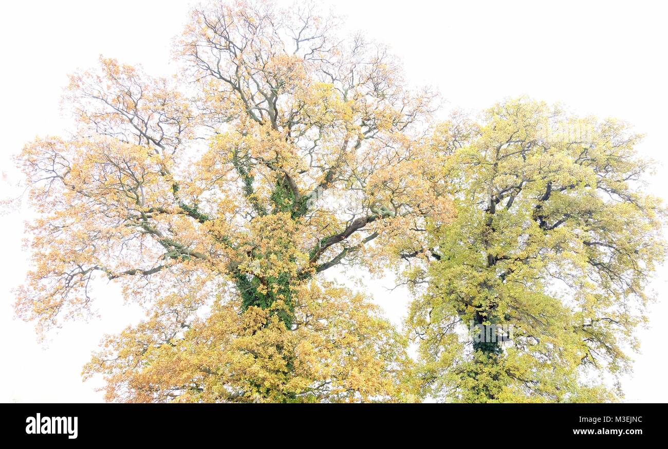 Beautiful, peaceful images of single trees in soft autumn colours ...
