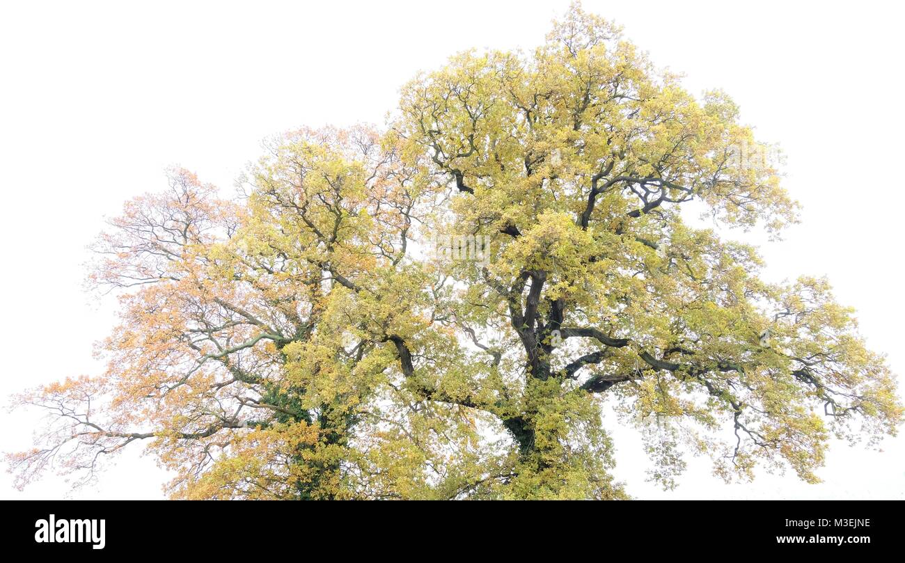 Beautiful, peaceful images of single trees in soft autumn colours ...