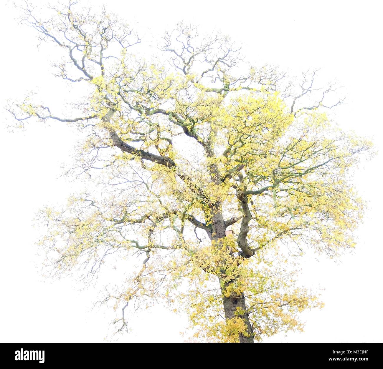 Beautiful, peaceful images of single trees in soft autumn colours ...
