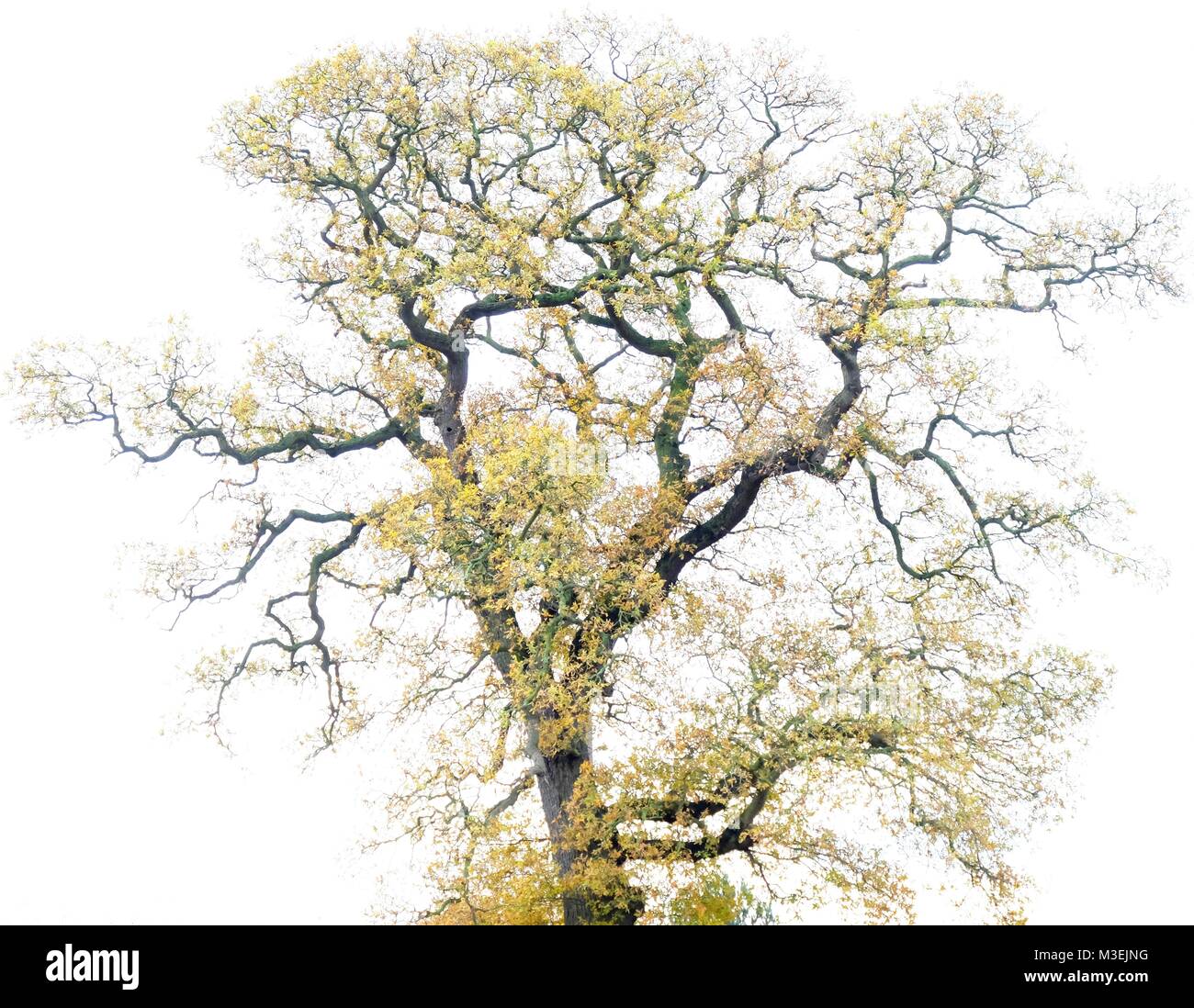 Beautiful, peaceful images of single trees in soft autumn colours ...