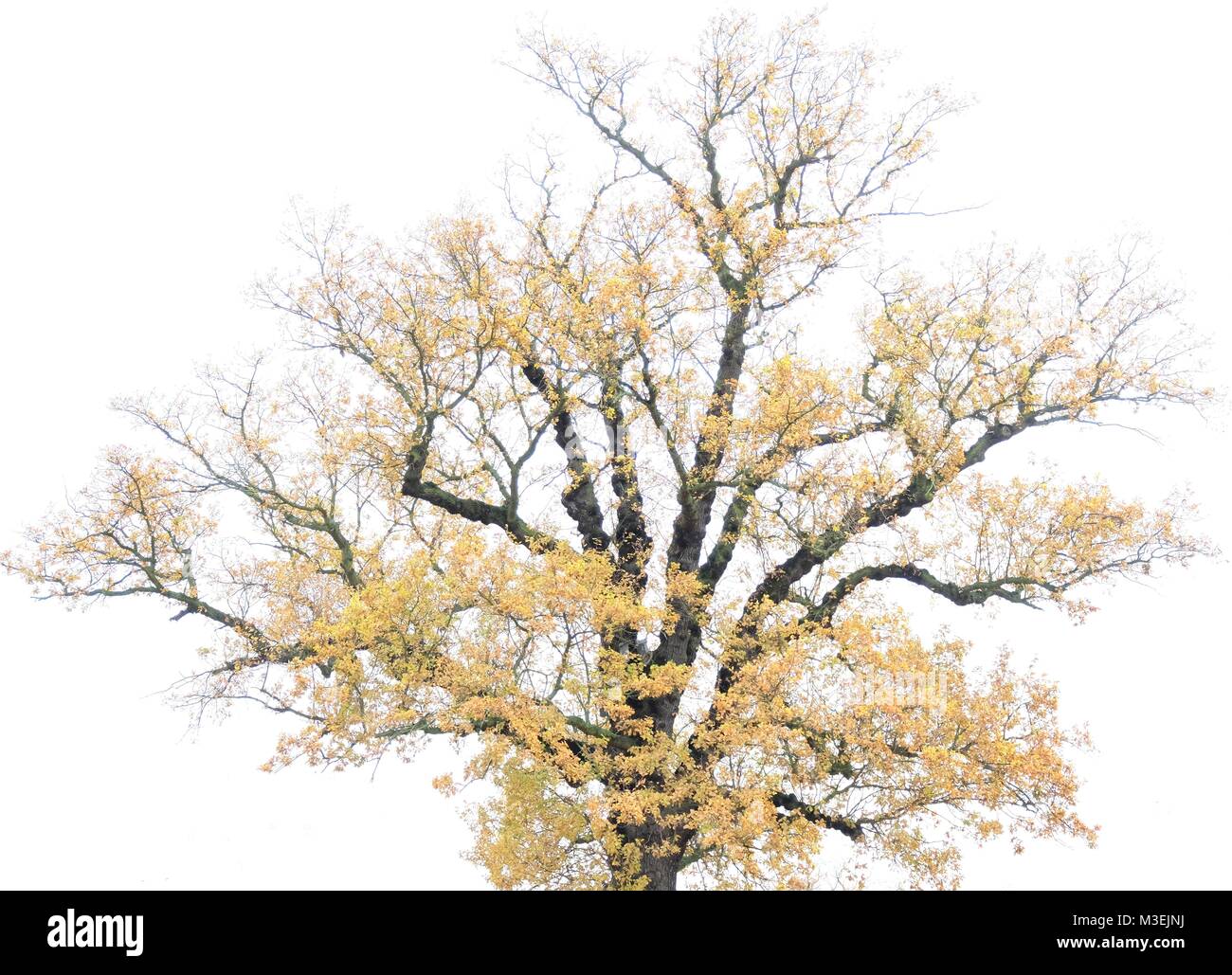 Beautiful, peaceful images of single trees in soft autumn colours ...