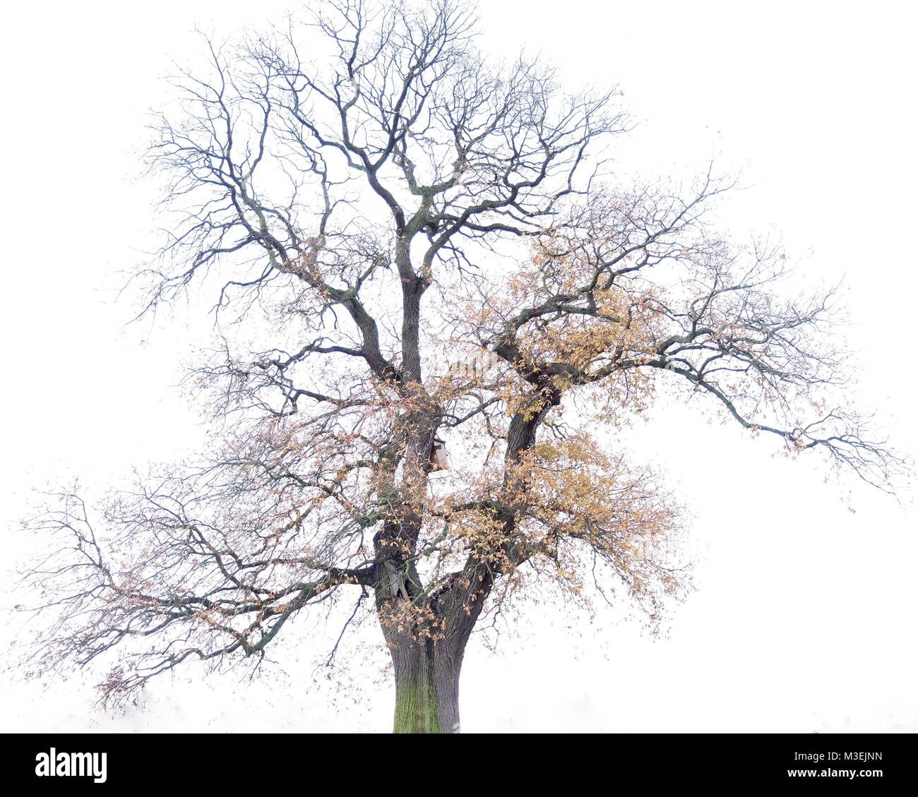 Beautiful, peaceful images of single trees in soft autumn colours ...