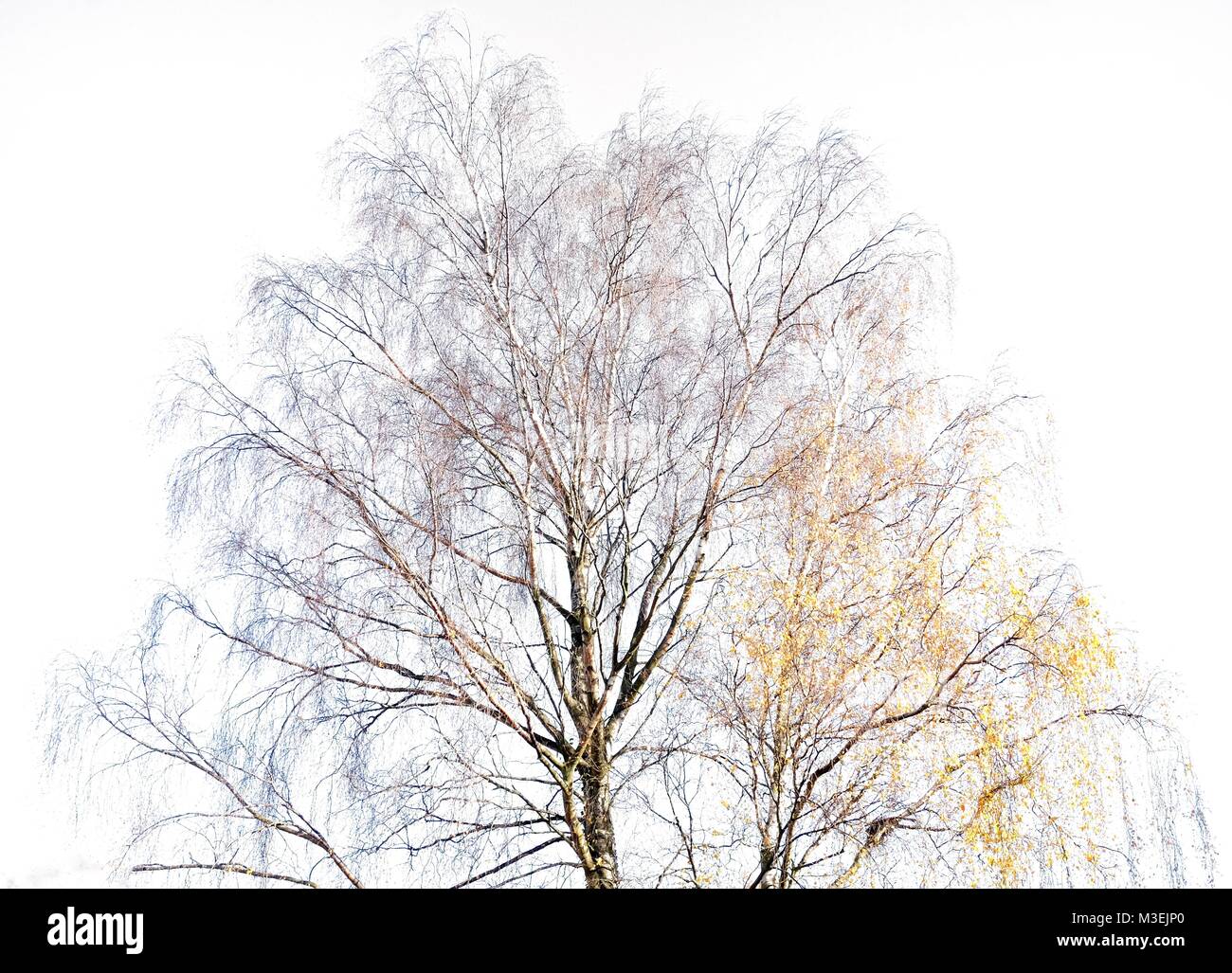 Beautiful, peaceful images of single trees in soft autumn colours ...