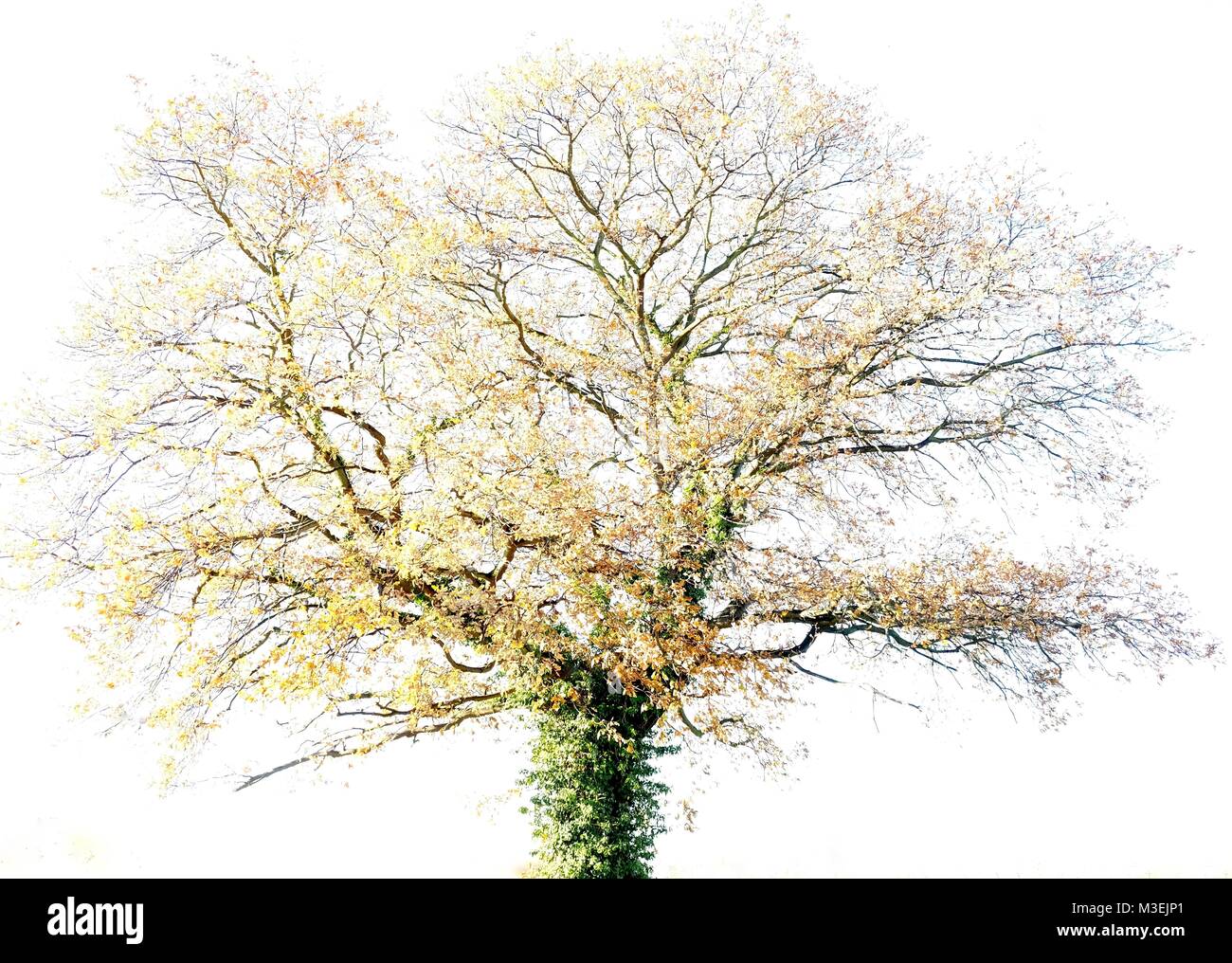 Beautiful, peaceful images of single trees in soft autumn colours ...