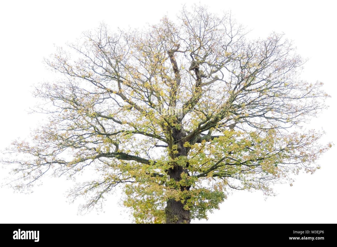 Beautiful, peaceful images of single trees in soft autumn colours ...