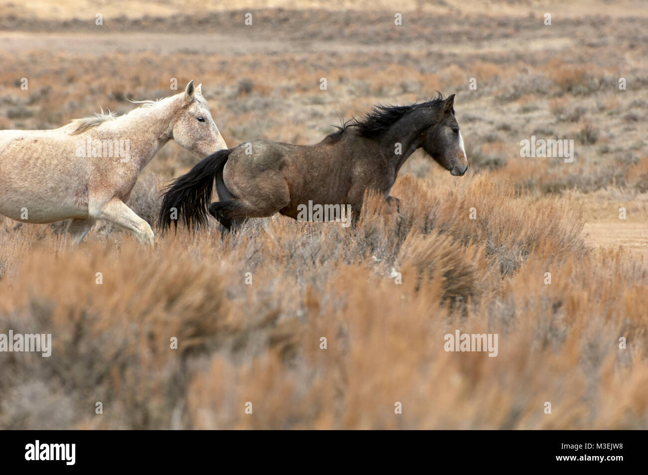 Wild mustang north america hi-res stock photography and images - Alamy