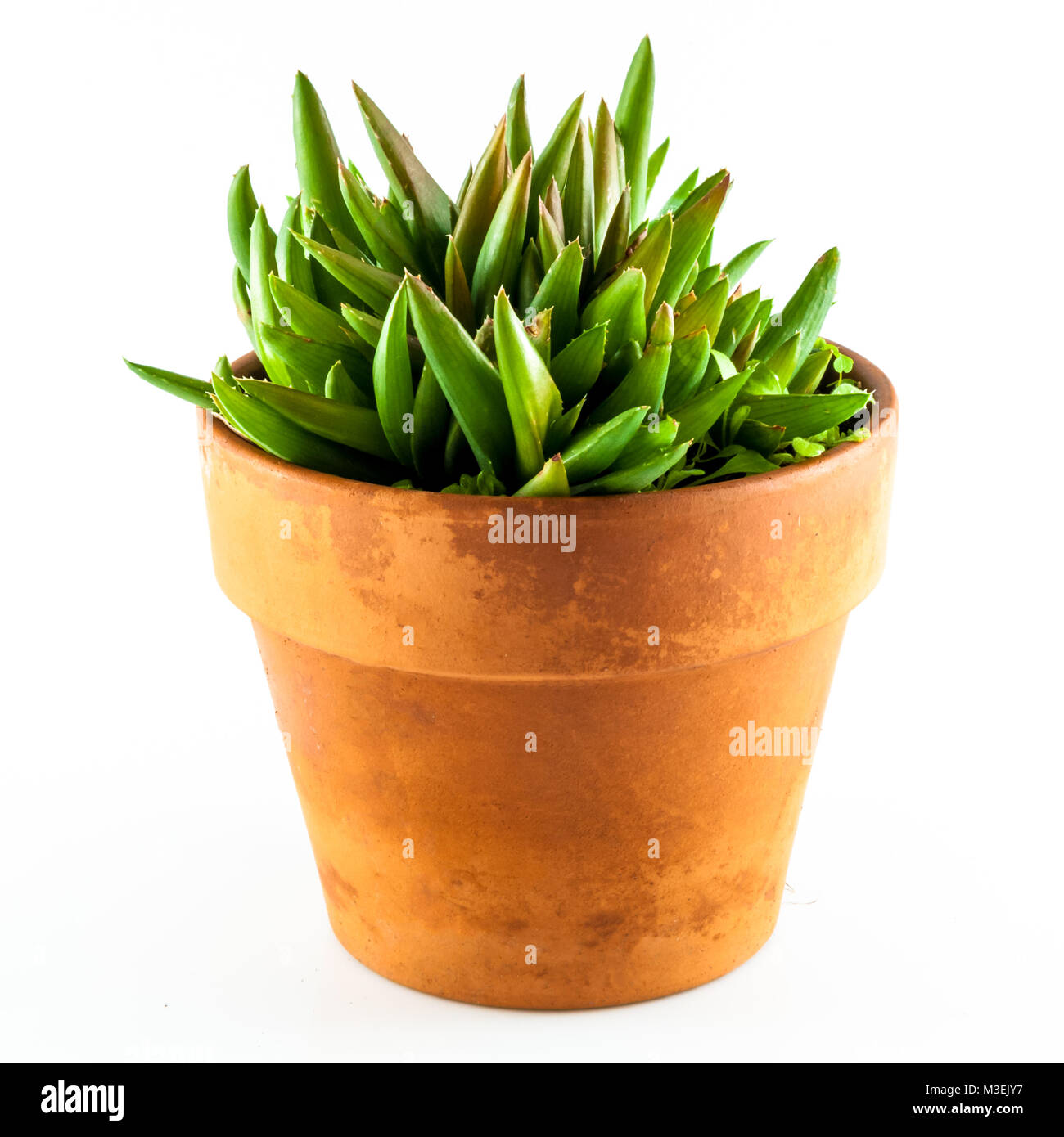 Succulent fat plant Cut Out Stock Images & Pictures - Alamy