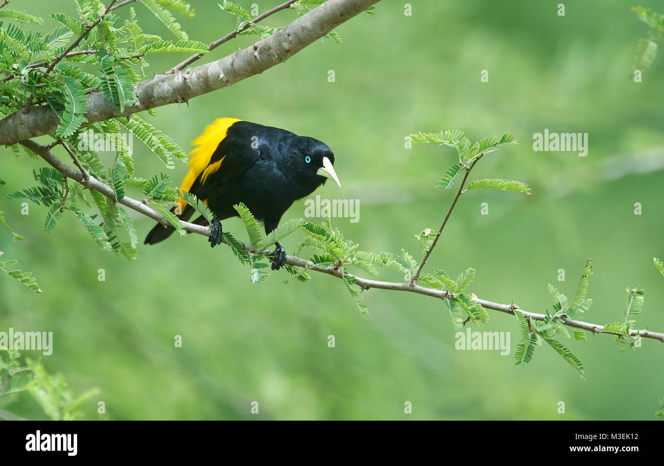 Yellow-rumped Cacique (Cacicus cela) perched on a tree branch, Araras ...